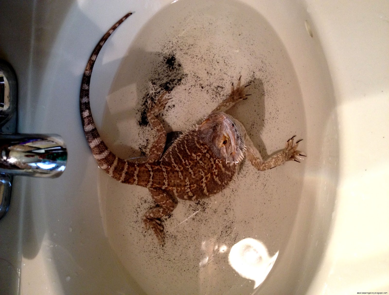 Rare Bearded Dragon Colors | Wallpapers Gallery