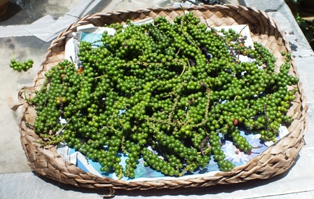 Images of Sri Lanka on blogspot.com: Black-pepper from Sri Lanka.