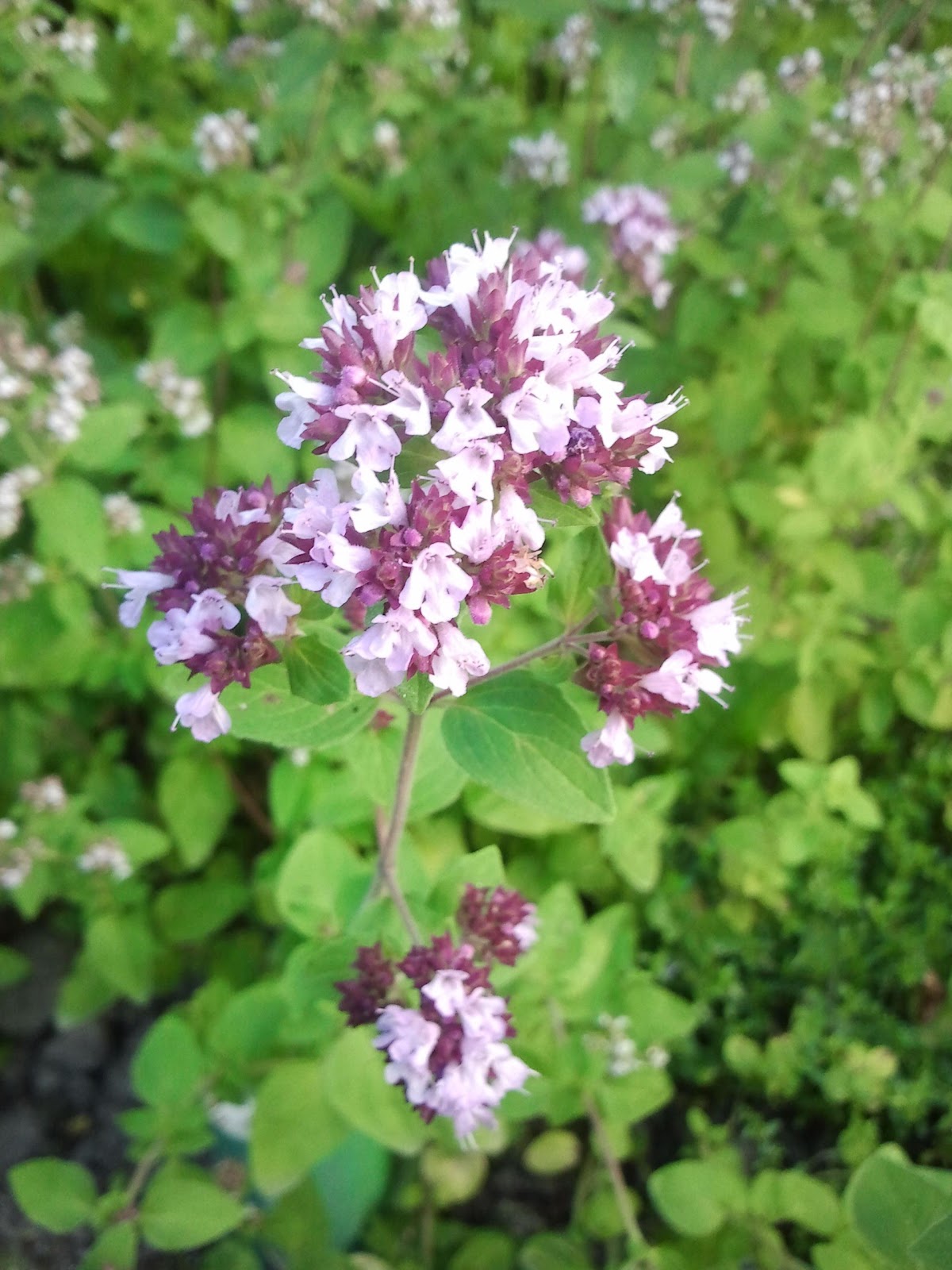 käsityöläisen kotona: Meirami