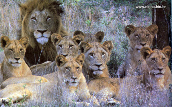 leões