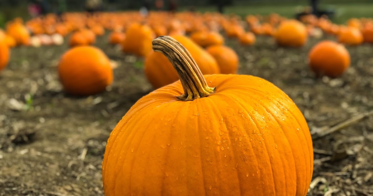 Exploding Pumpkins - Wiley Adventures