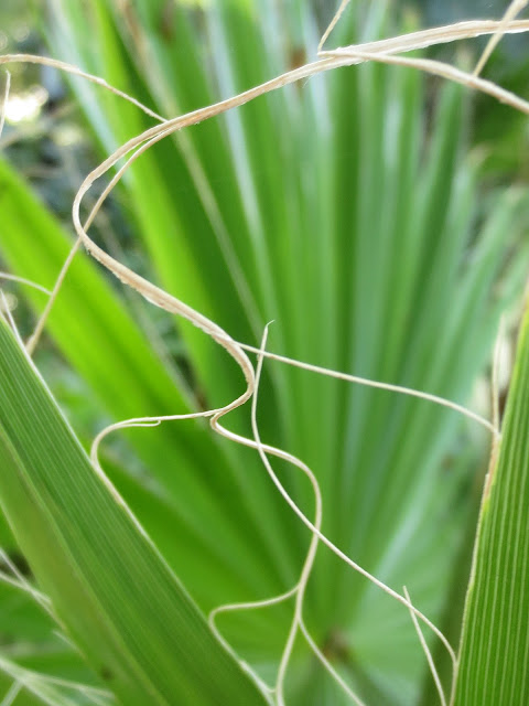 Tropical Texana: WHY I GROW PALMS INSTEAD OF WATCHING TV