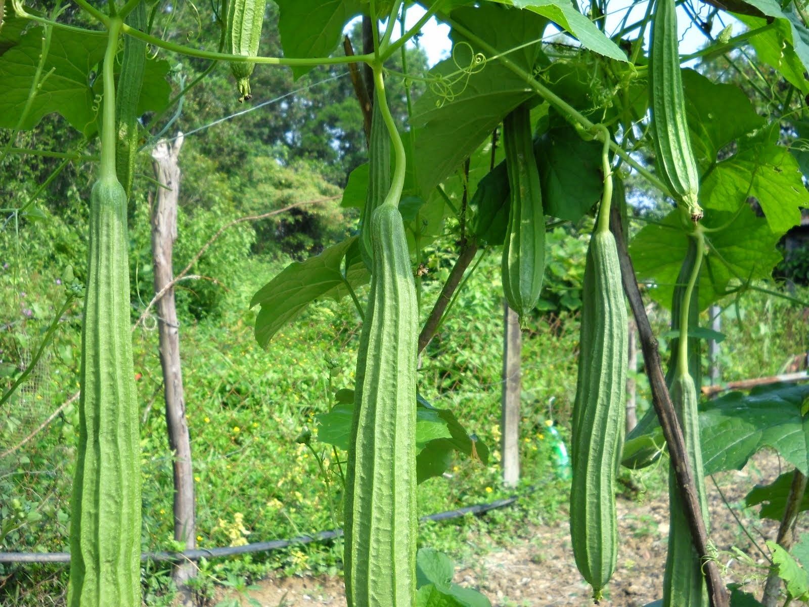 Good Health for Life: KHASIAT PETOLA