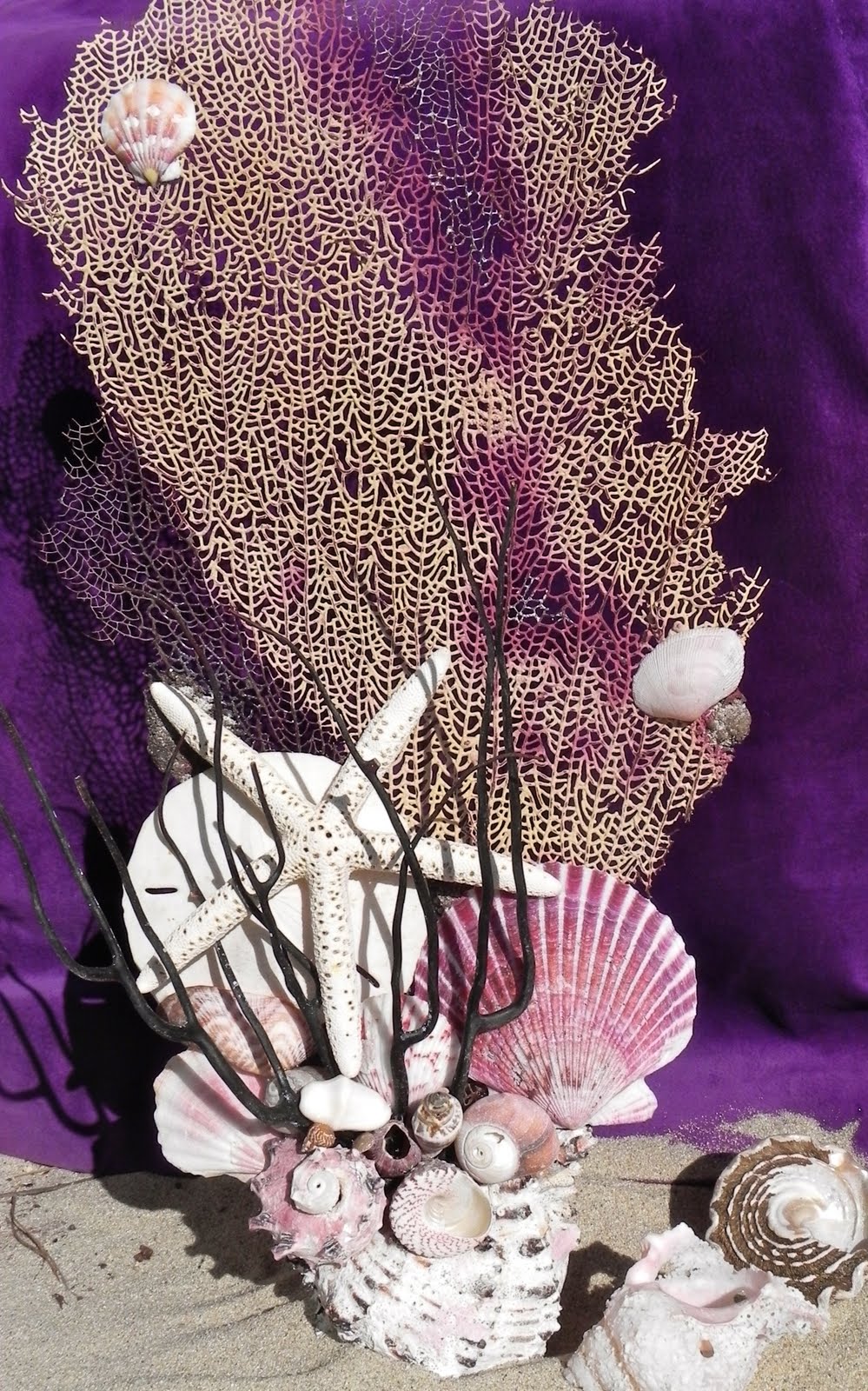 Summerland Cottage Studio: Seashell assemblage