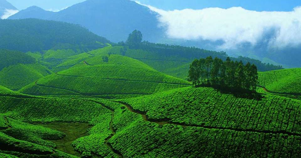 T & U Leisure Hotel: Adventurous Activities and Places to Explore in Munnar