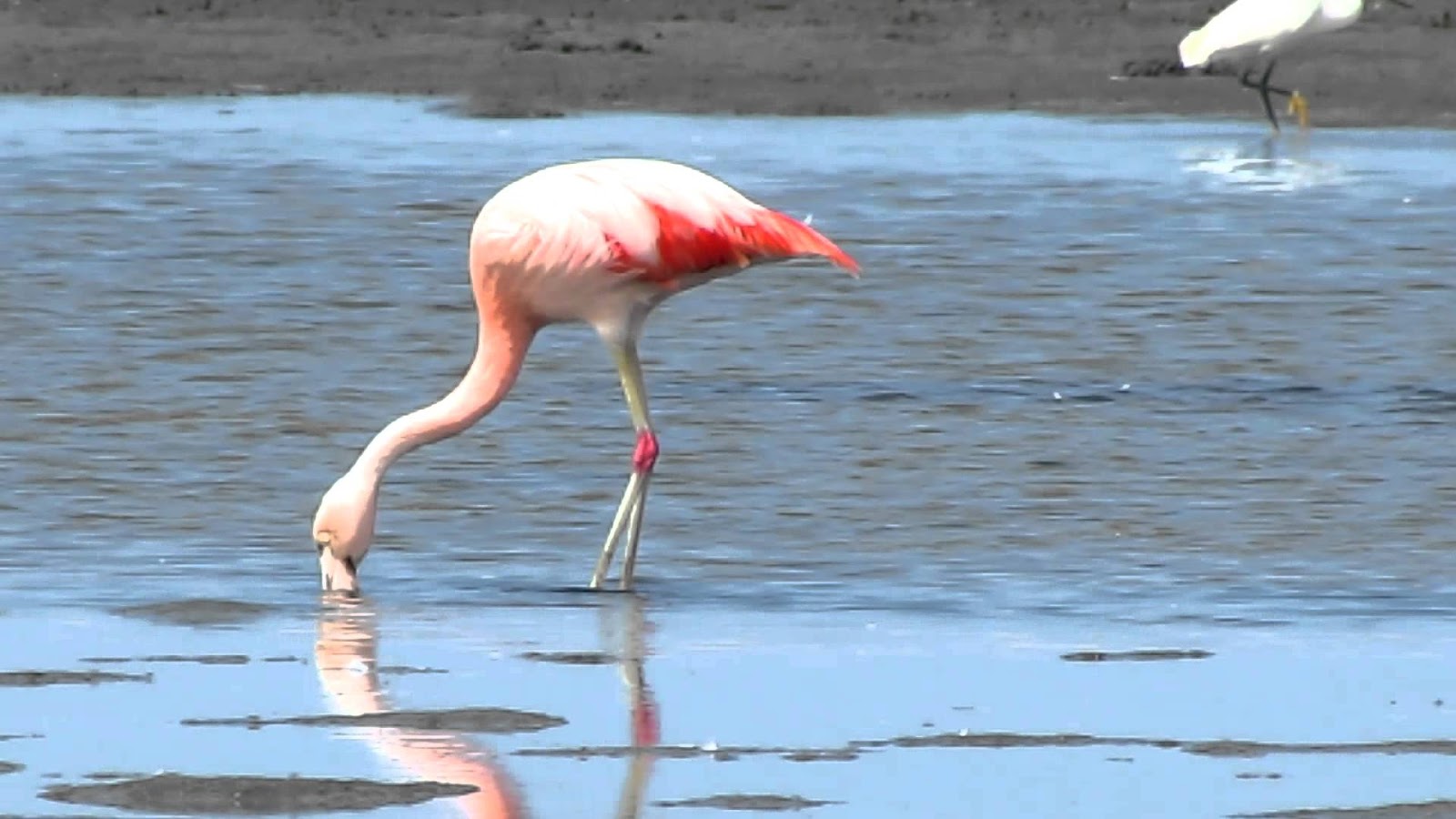 PLAAN : Parihuana o Flamenco - Phoenicopterus chilensis