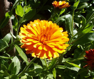 Calendula Officinalis 'Indian Prince' Plants | Garden How