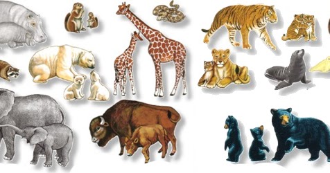 5º DE PRIMARIA CEIP ANDALUCIA: LOS ANIMALES SE REPRODUCEN.