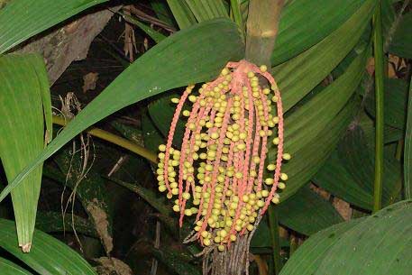 FLORA INDONESIA (Botanical Survival): Pinang Hutan (Pinanga kuhlii)