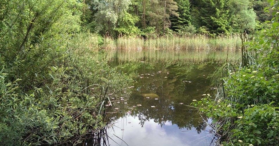 Preživljavanje u divljini: Kako pronaći izvore vode u divljini