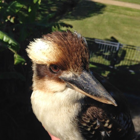 My Burra Family: How to age a Kookaburra