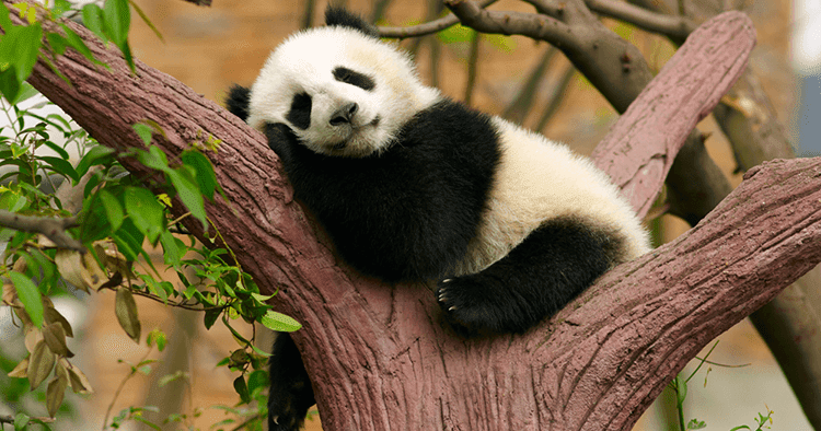 Every Day Is Special: December 27 – Visit the Zoo Day