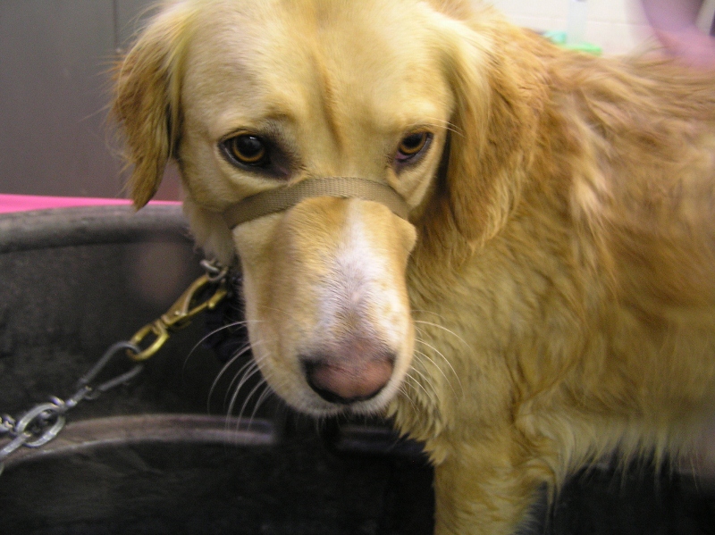 all squared up: An Honest Dog