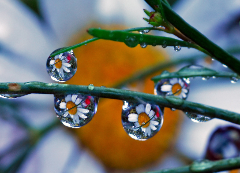 amudu: Awesome Micro Photography of Water Drops