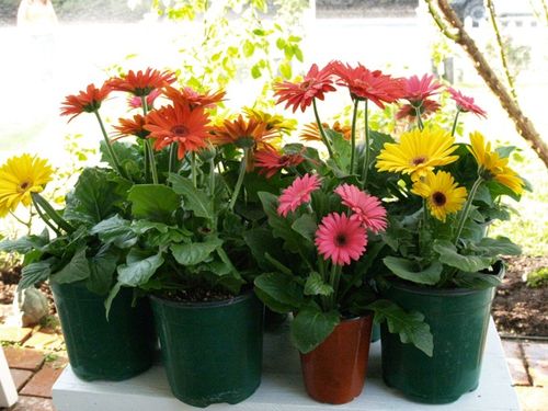 virágküldés blog: Gerbera, mini gerbera