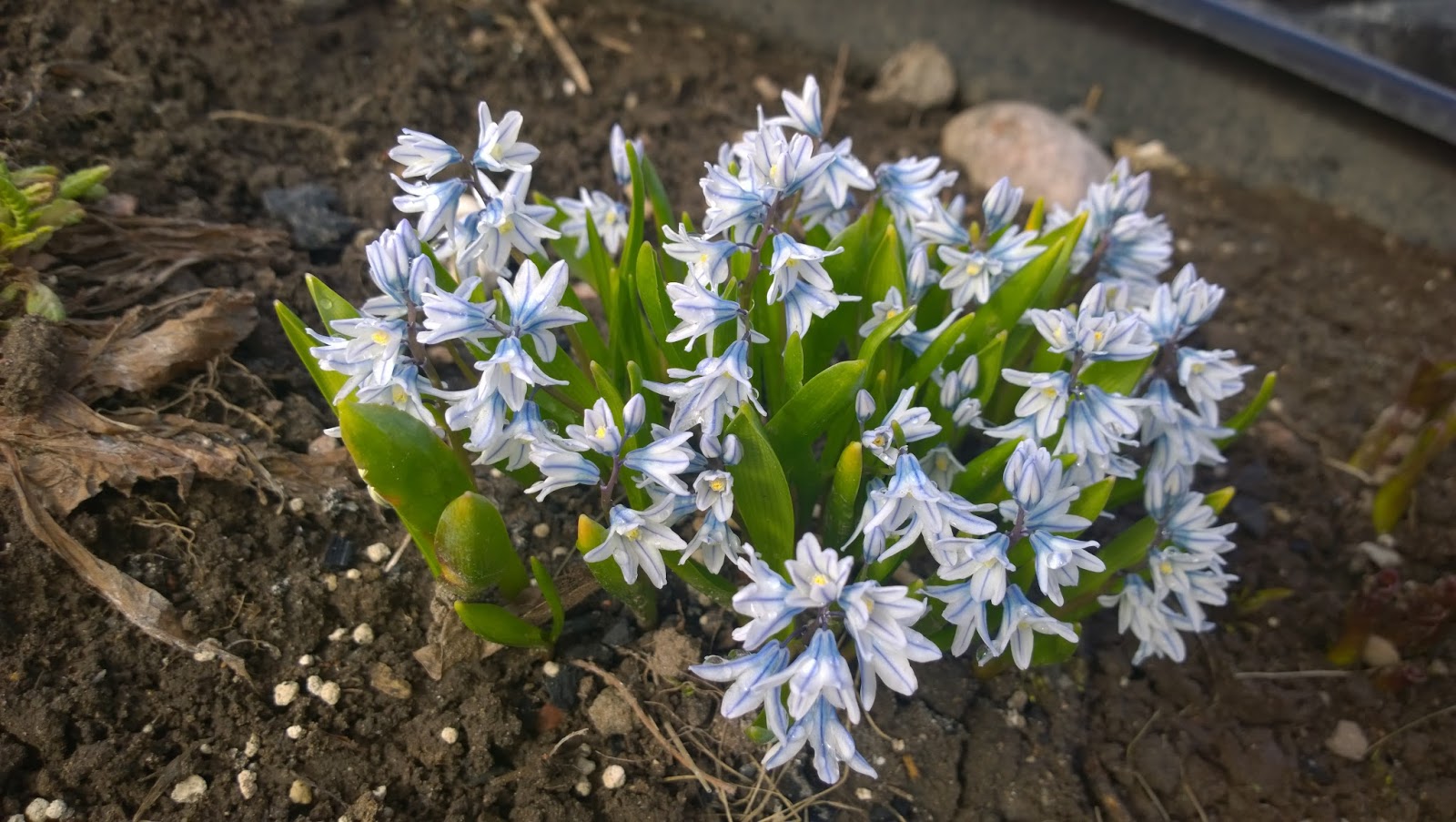 Manni tegemised: Sinised lilled -kevadised