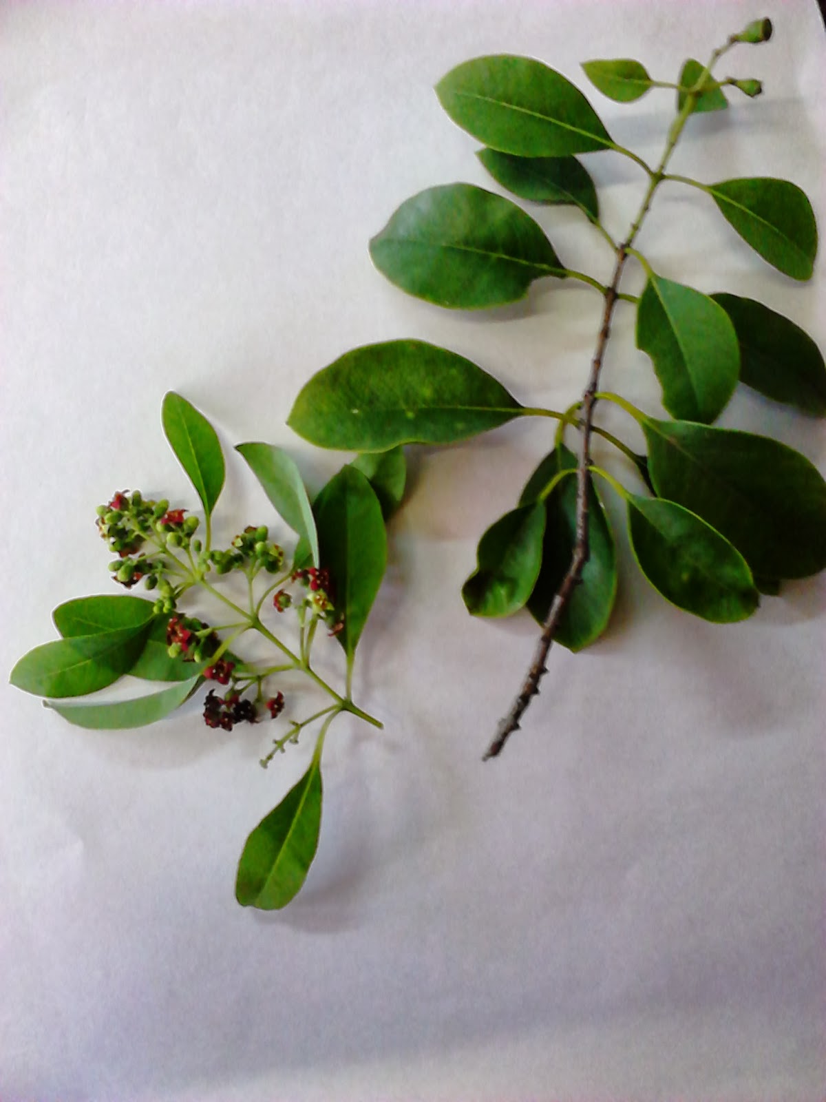 Santalum album - Suduhandun සුදු හඳුන් - Herbal Plants of Asia
