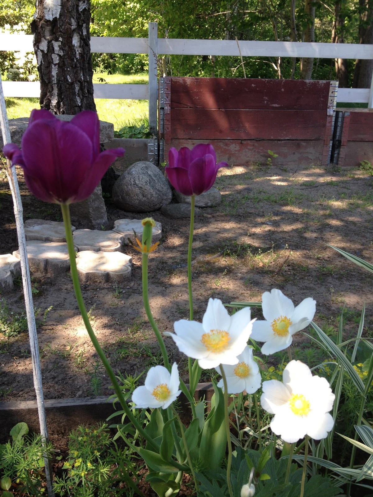 Draganasgarden: Tulipan, jorgovan