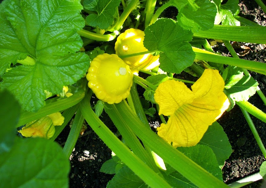 Seminte si plante de gradina hobby: Dovlecel Patison galben
