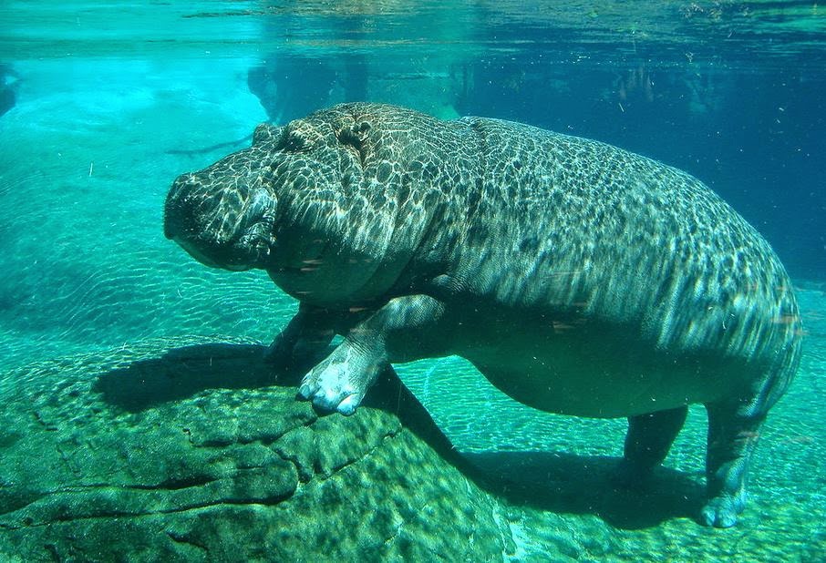 Phantoms and Monsters - Real Cryptid Encounter Reports - Fortean ...