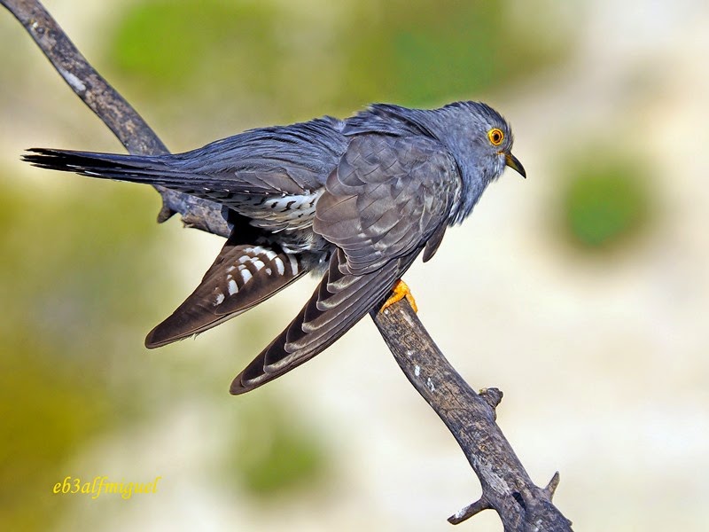 Miguel fotografia: Cuco común (Cuculus canorus)