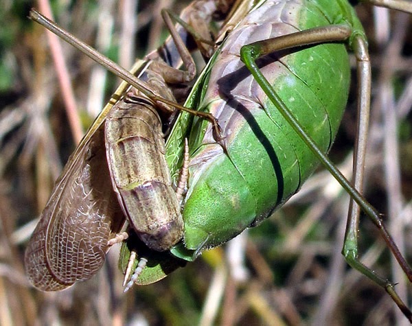 Les actualités du Monde de Lupa: La vie trépidante d'une Mante ...