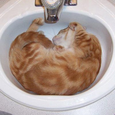 Funny animal pictures: Cats can sleep anywhere (part 2) | Amazing Creatures
