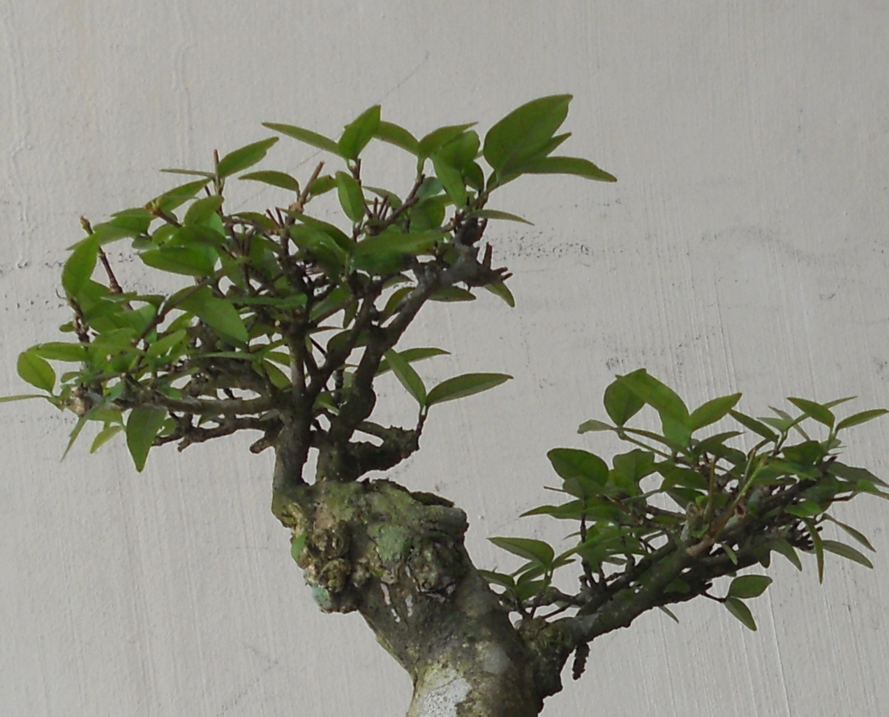 *: Keunikan BONSAI, kreativiti pemiliknya