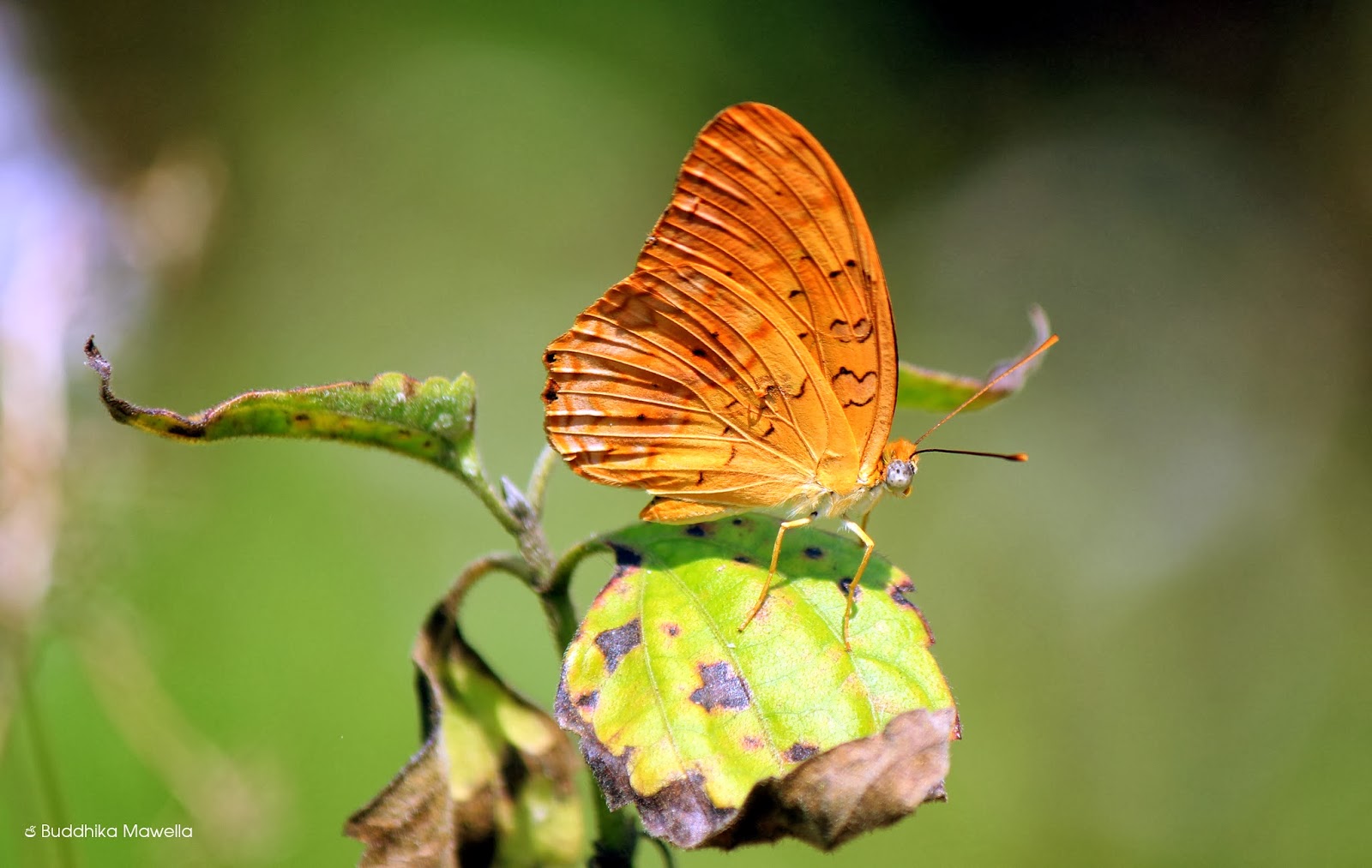 Lanka Nature Summary: Common Leopard butterfly (Phalanta phalantha)