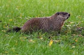 Groundhogs Animals | Latest Facts & Pictures | All Wildlife Photographs