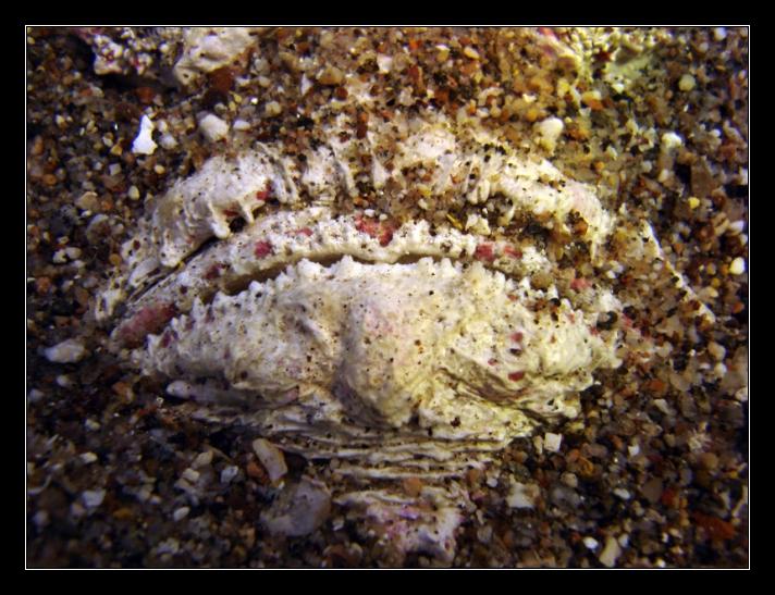 Artes de Pesca: VAMOS A PESCAR PEZ PIEDRA