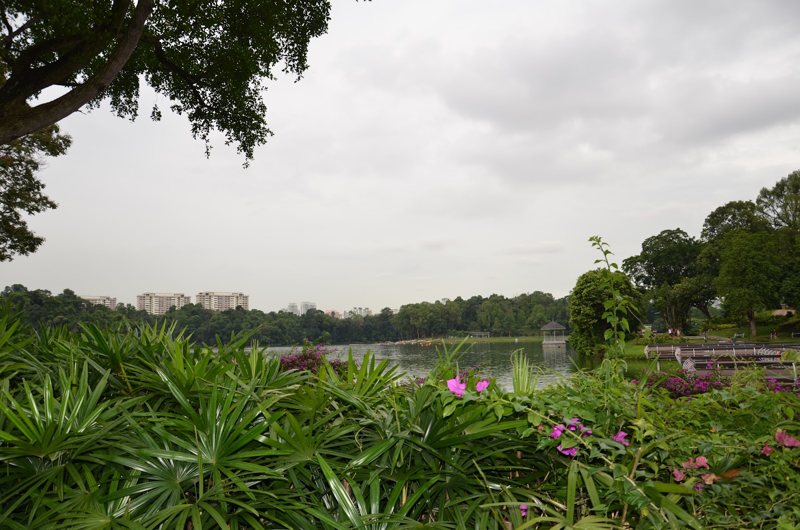 The Grand Moofti Speaks: Singapore’s jungles, MacRitchie’s monkeys and ...