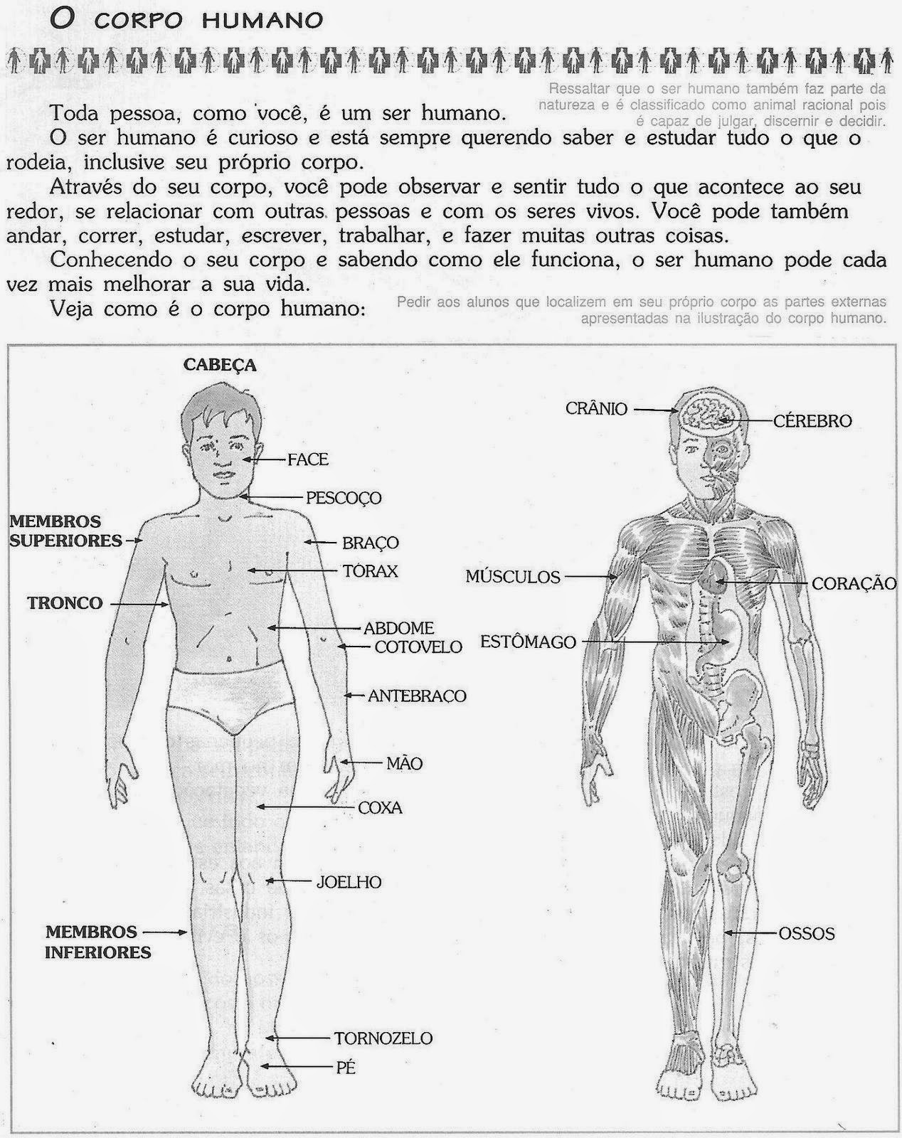 Atividade De Ciências Sobre O Corpo Humano - FDPLEARN