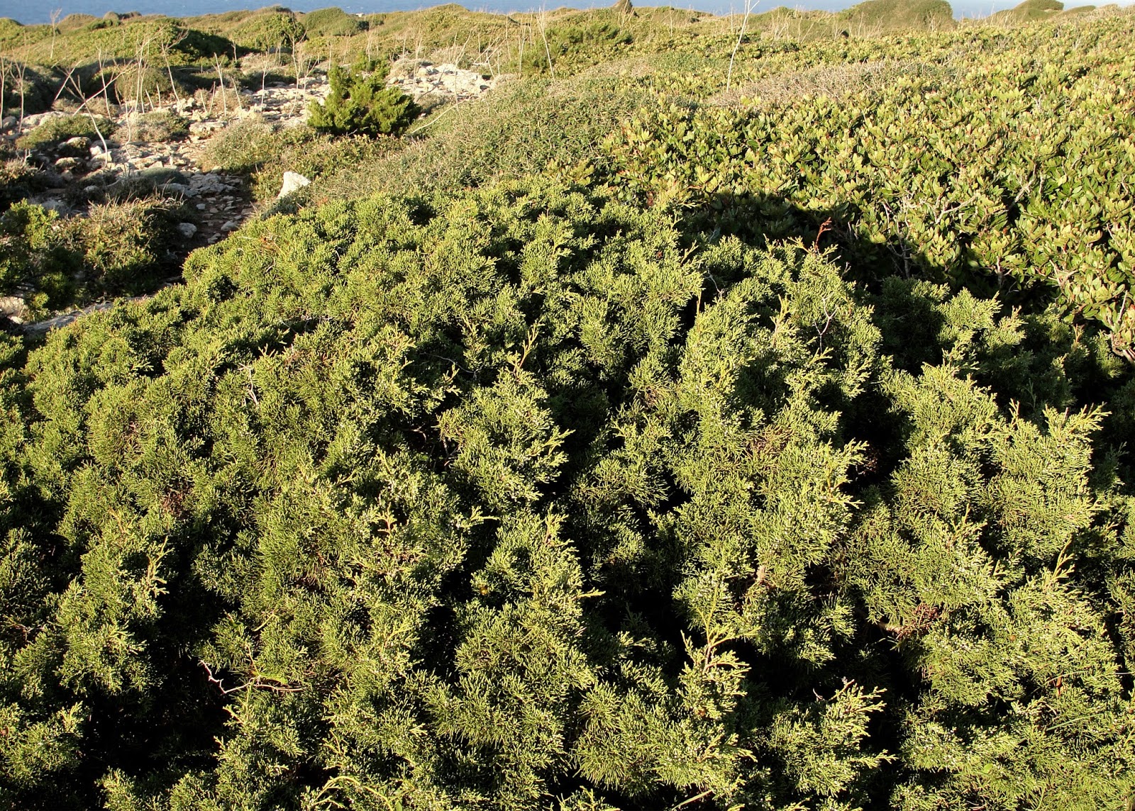 imatges de menorca: SAVINA - SIVINA (Juniperus phoenicea L. subsp ...