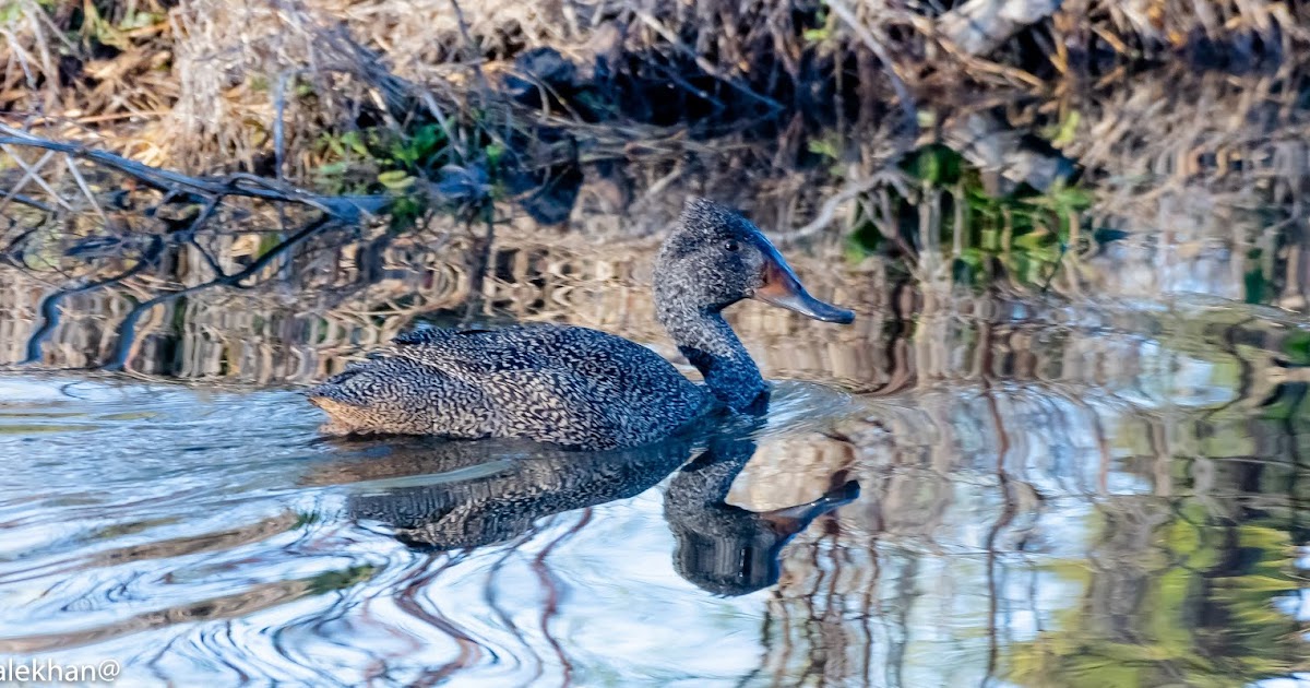Pájaros, Pajarracos: Pato pecoso (Freckled Duck)
