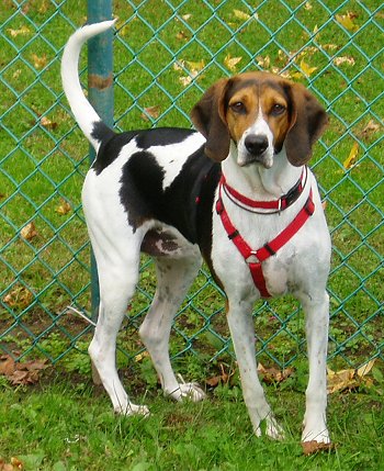 About Dog American Foxhound: Basics of American Foxhound Training