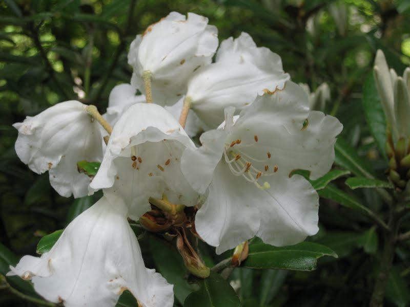 SJG bloom 2011: JUNE, p. 5: maples and the meaning of indumentum