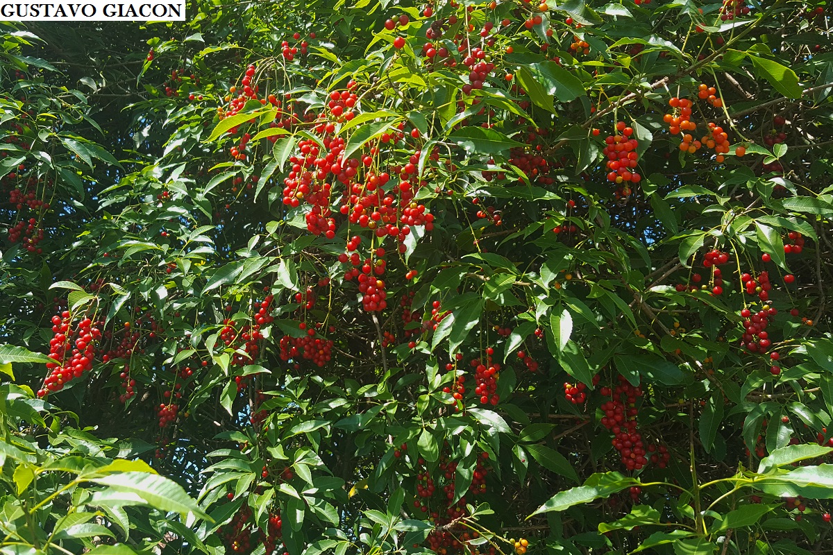 Viveiro Ciprest - Plantas Nativas e Exóticas: Chal-Chal ( Alophylus ...