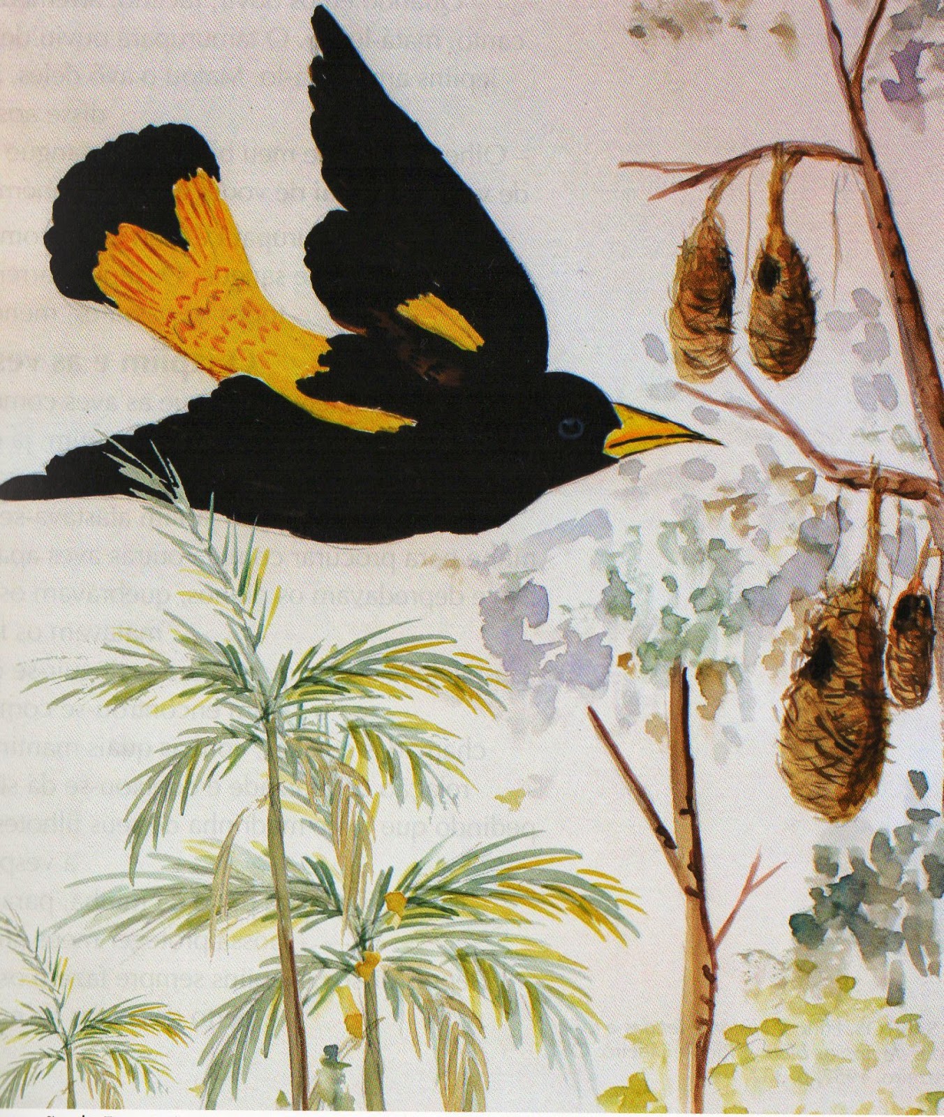 Os ninhos do Japiim.