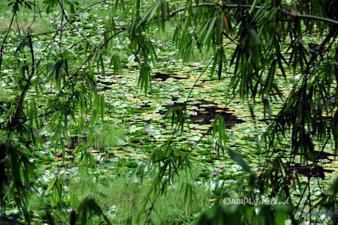 .: Ambal flower( water lily)