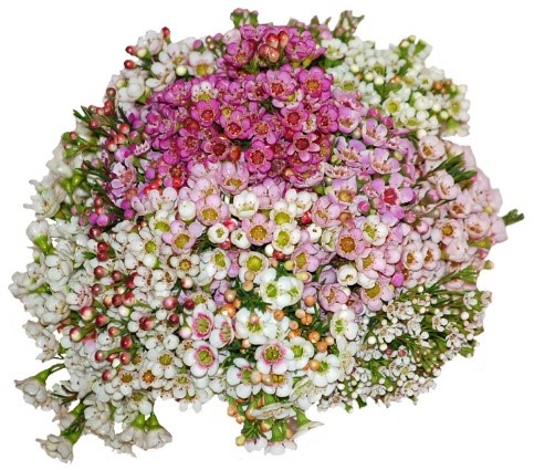 A Passion for Flowers: Tis the Season: Waxflower