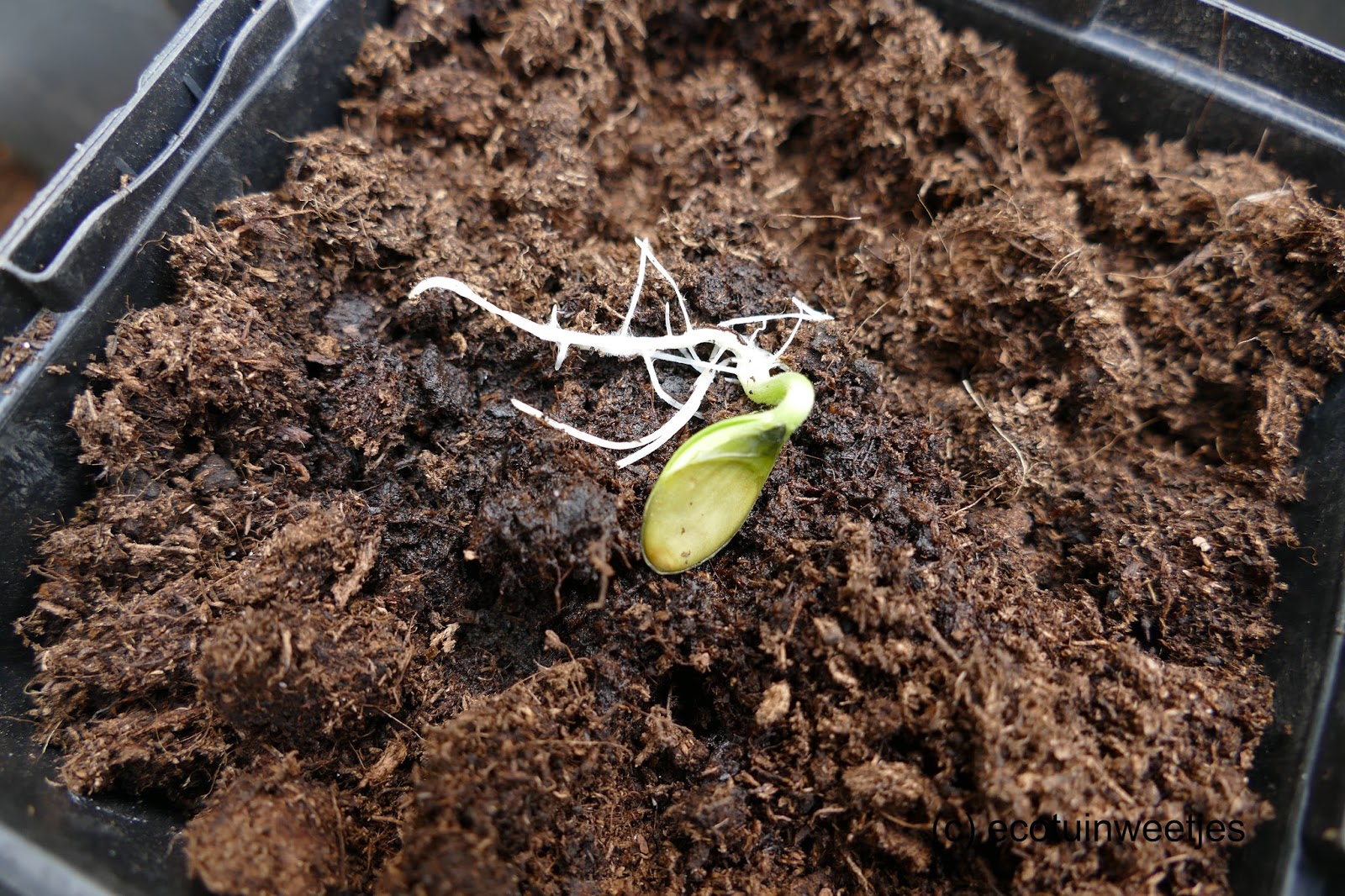 Ecotuinweetjes: Eetbare pompoenpitten kweken