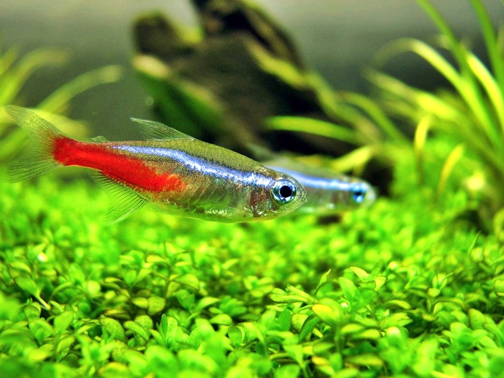 Pemijahan ikan neon tetra ~ Dunia Air