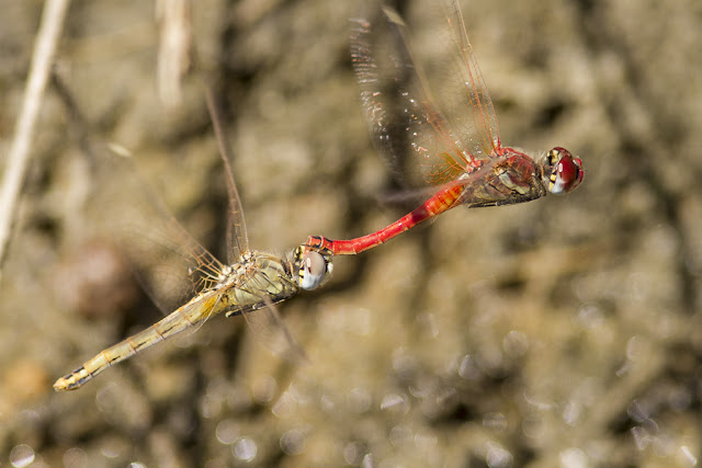 A través del objetivo: LIBÉLULAS¡¡¡