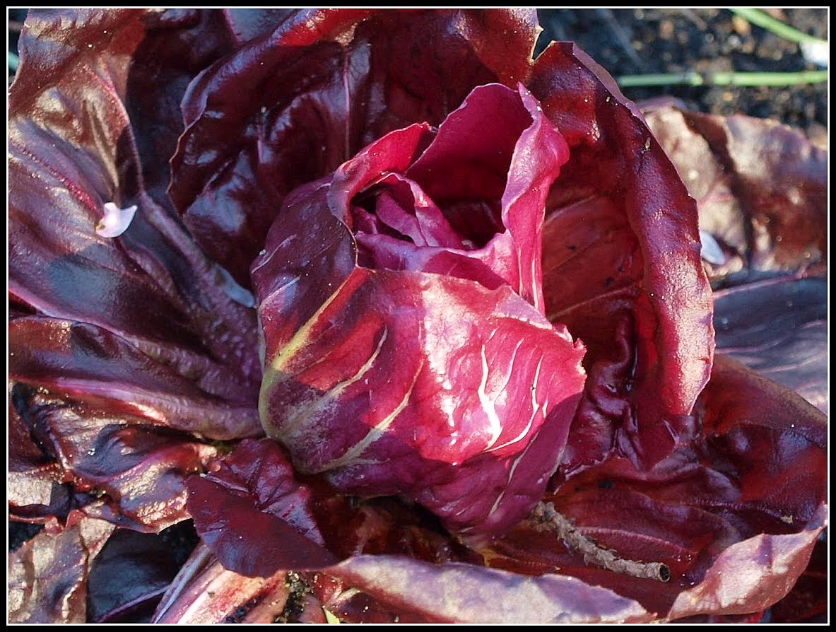Mark's Veg Plot: Roses are red, Violets are blue; I love Radicchio, and ...