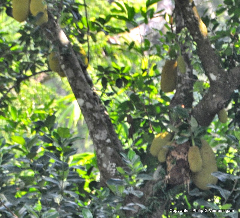 Images of Sri Lanka on blogspot.com: The 'Pansala' at Karandana ...