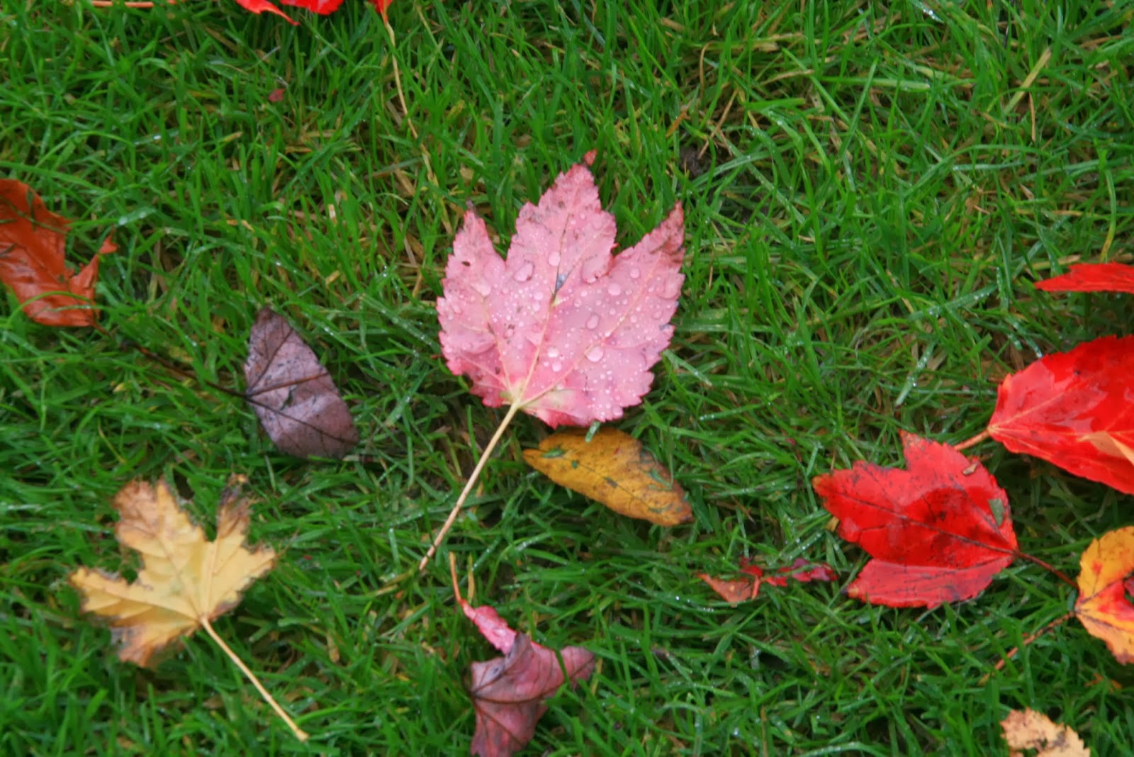 House & Garden Plus: Red and purple autumn pigments