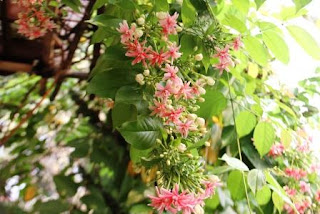 POHON / TANAMAN BUNGA RAMBAT