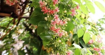 POHON / TANAMAN BUNGA RAMBAT