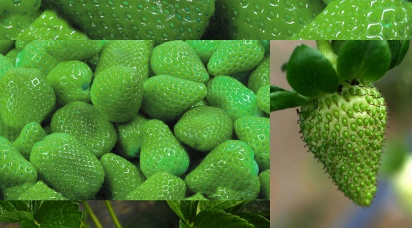 Morango Azul, Vermelho, Preto, Amarelo, Branco e Verde